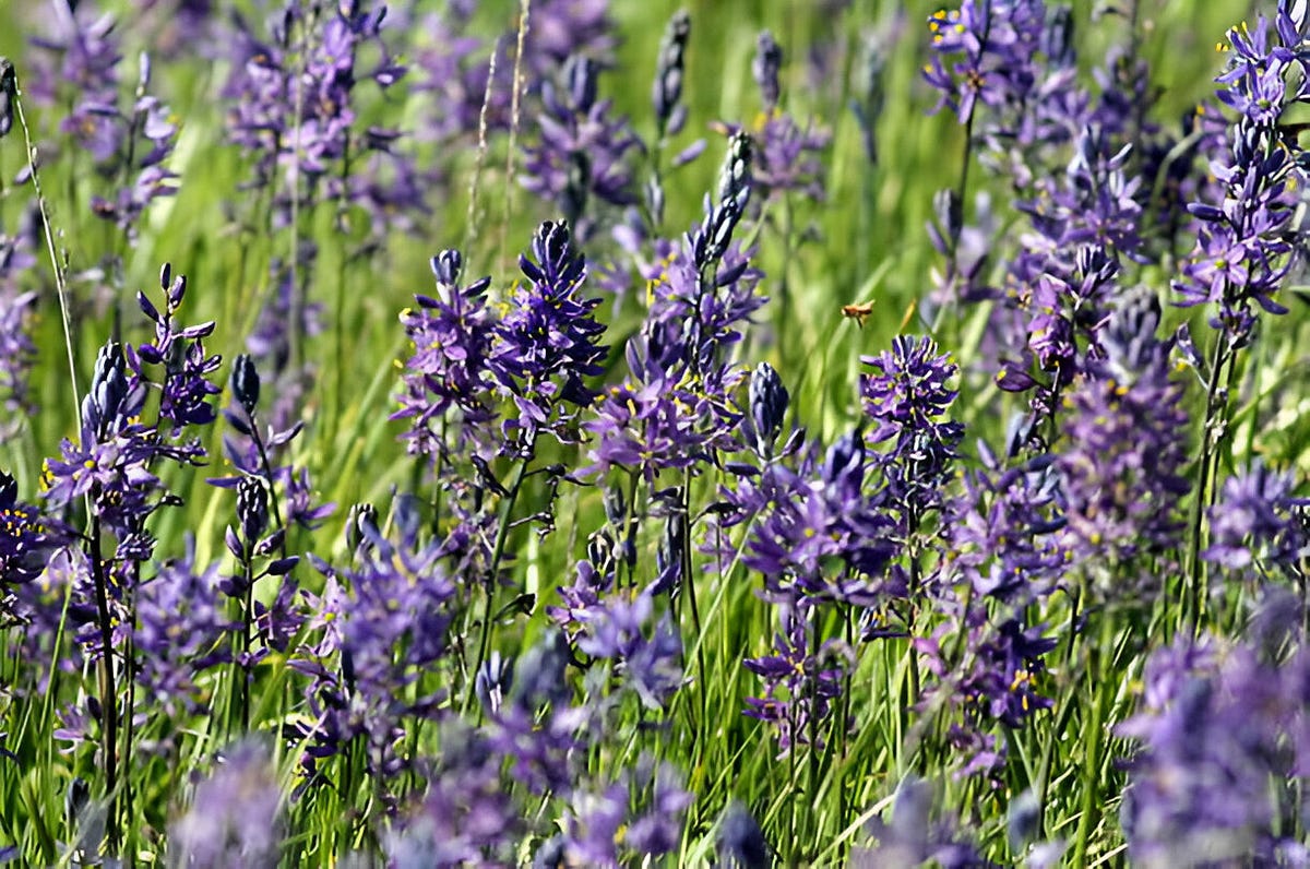 Embracing the Legacy of Camas Flower: History, Cultivation, and ...