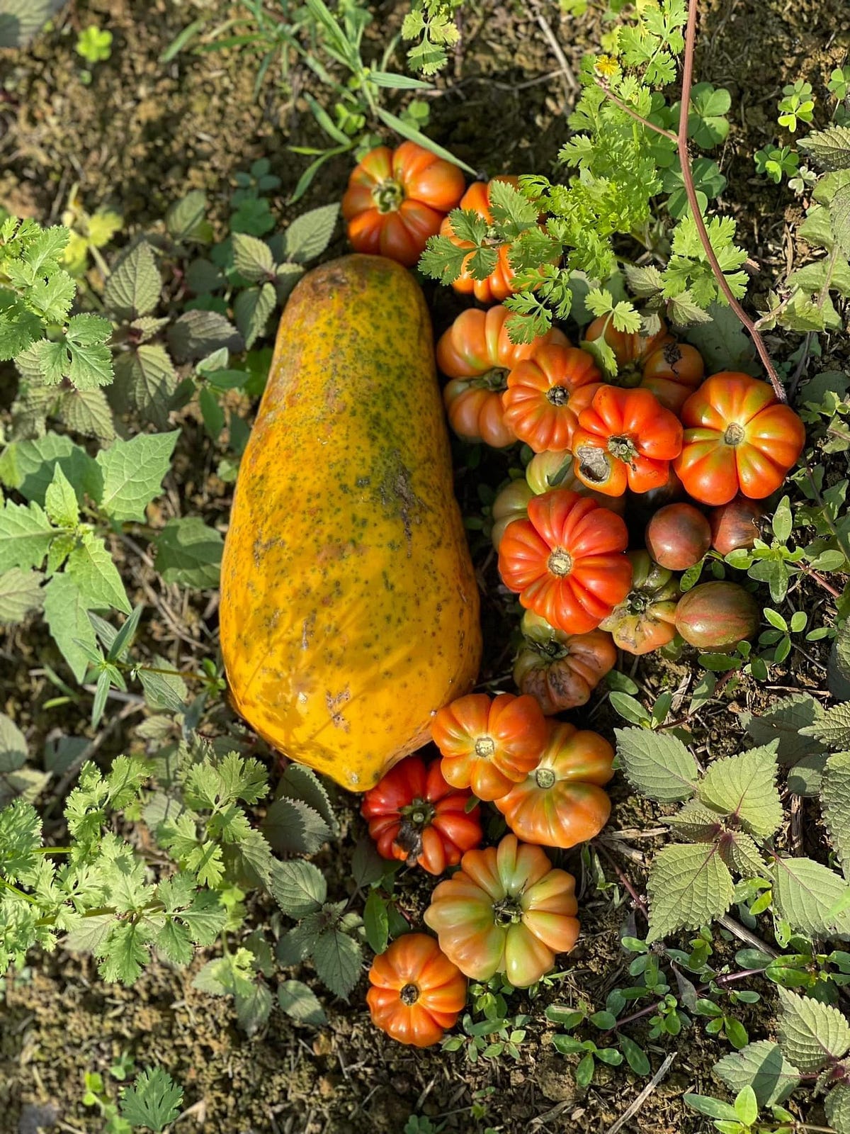 Why Should We Eat Local Foods?. The Case of a Person Who Consumed Only ...