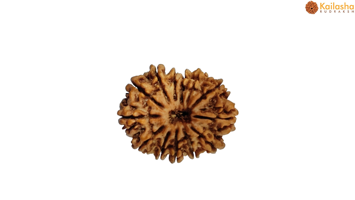 13 Mukhi Rudraksh Benefits-. 13 Mukhi Rudraksh | by amit singh | Medium