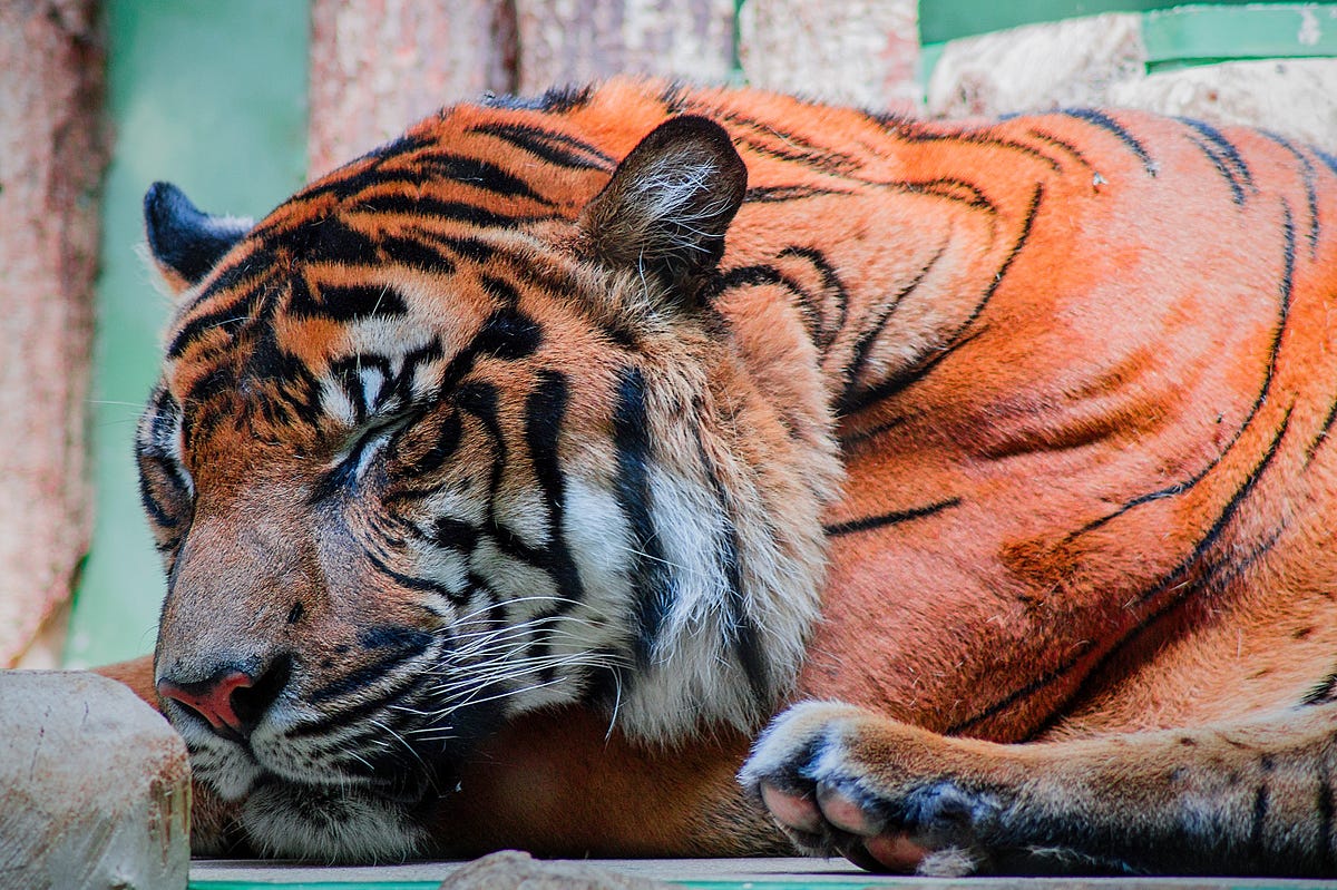 Veterinarians Save Tiger With World’s First Tiger Eye Operation | by ...