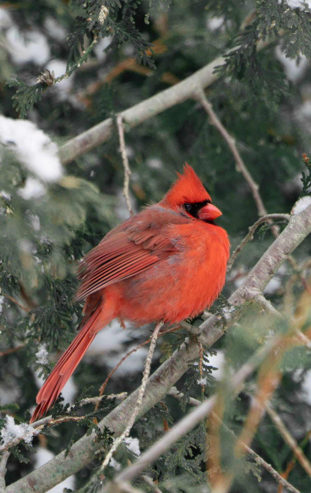 One Bird A Day: Northern Cardinal | by Kenny L | Jul, 2023 | Medium