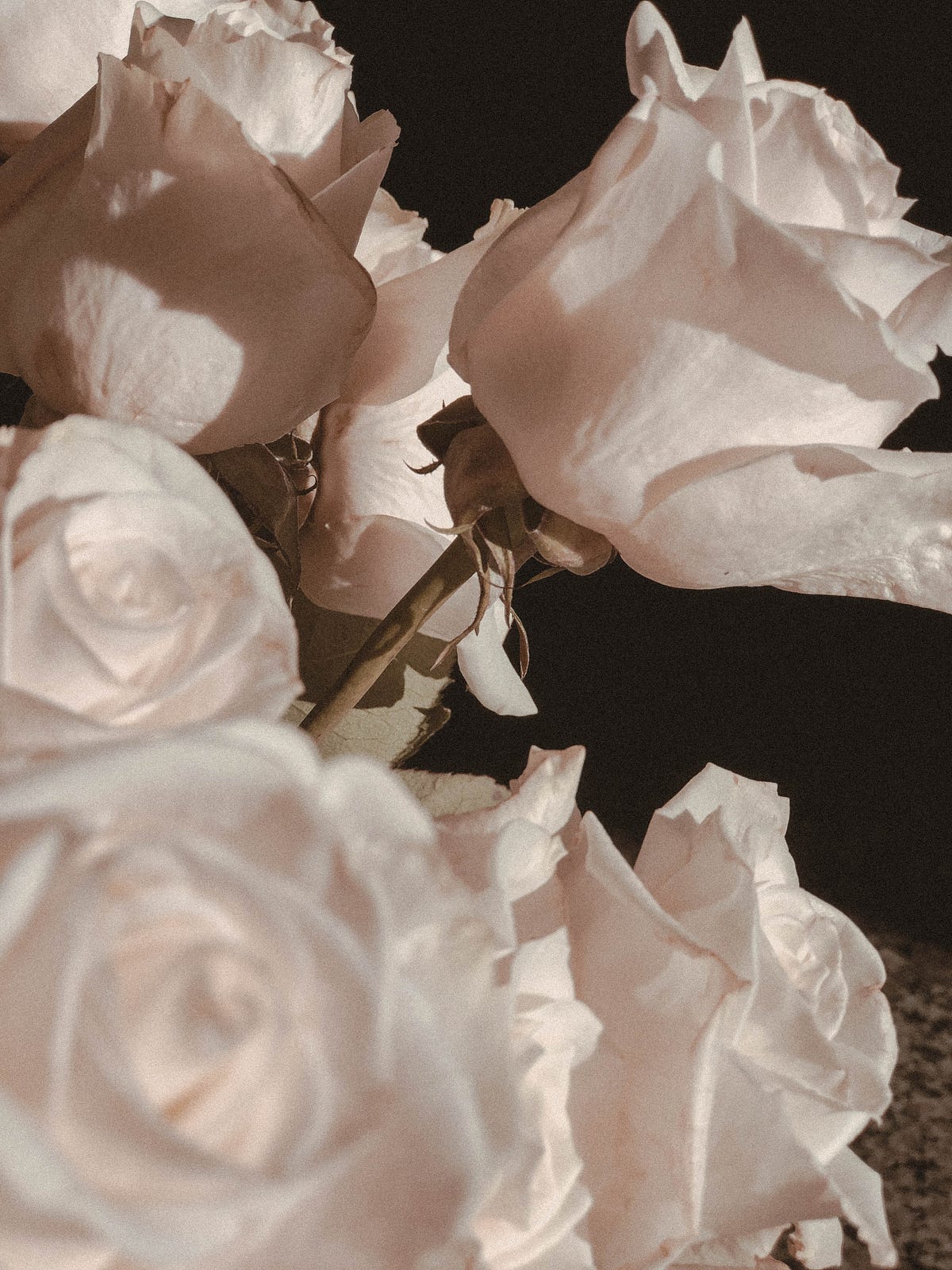 My Daughter Pricked Her Finger On A Rose’s Thorn | by Arbor Brookes ...