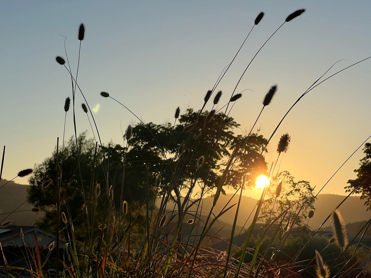 The Art of Noticing: A Nature Walk | by Dr. Seema Patel (PhD) | The ...