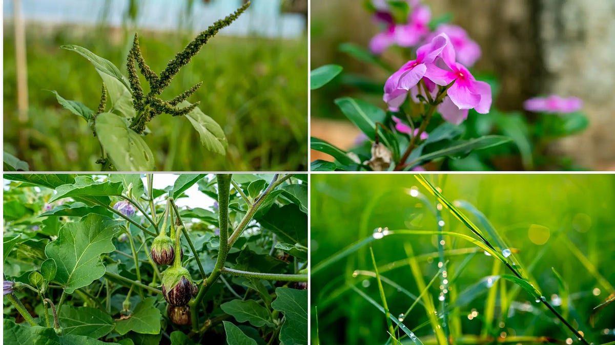 Exploring 90+ Plant Varieties with Beautiful Images: Part 2 on ...
