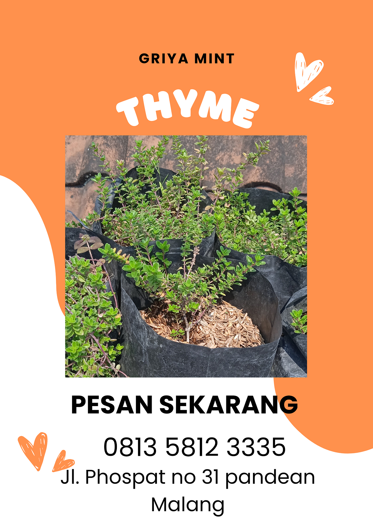 Mengenal Jenis-jenis Thyme yang Berbeda Malang | 0813 5812 3335 Thyme adalah tanaman semusim ...