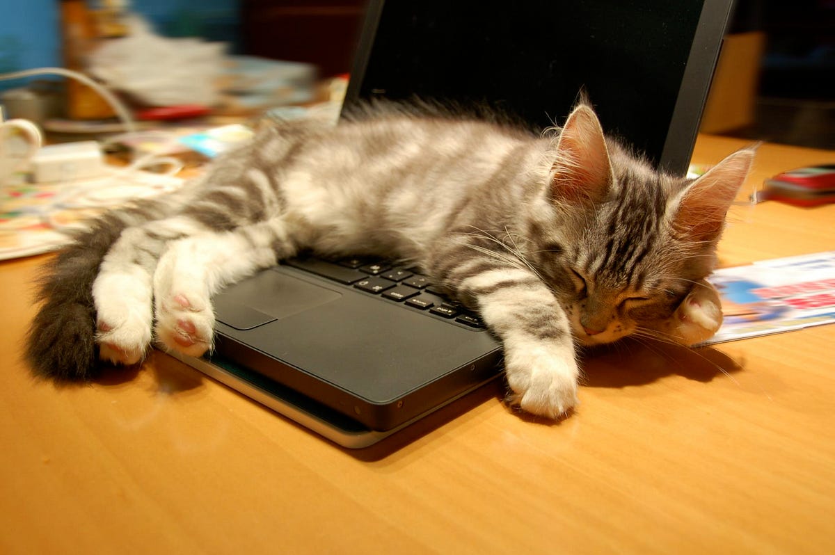 20% Project v2.0 — Post 3. Programming + Cats = Win | by John Kozlosky ...