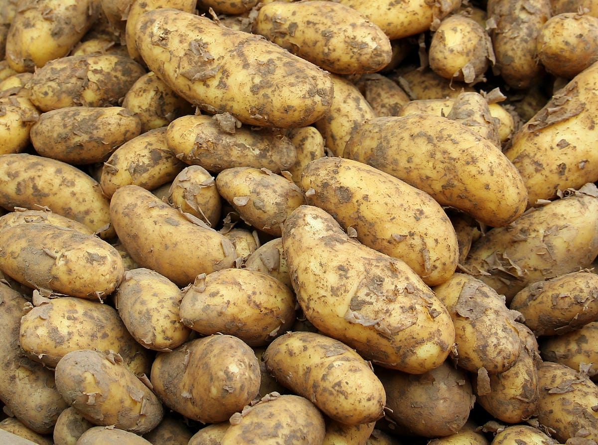 Assuring Potato Tuber Quality during Storage: A Future Perspective | by ...