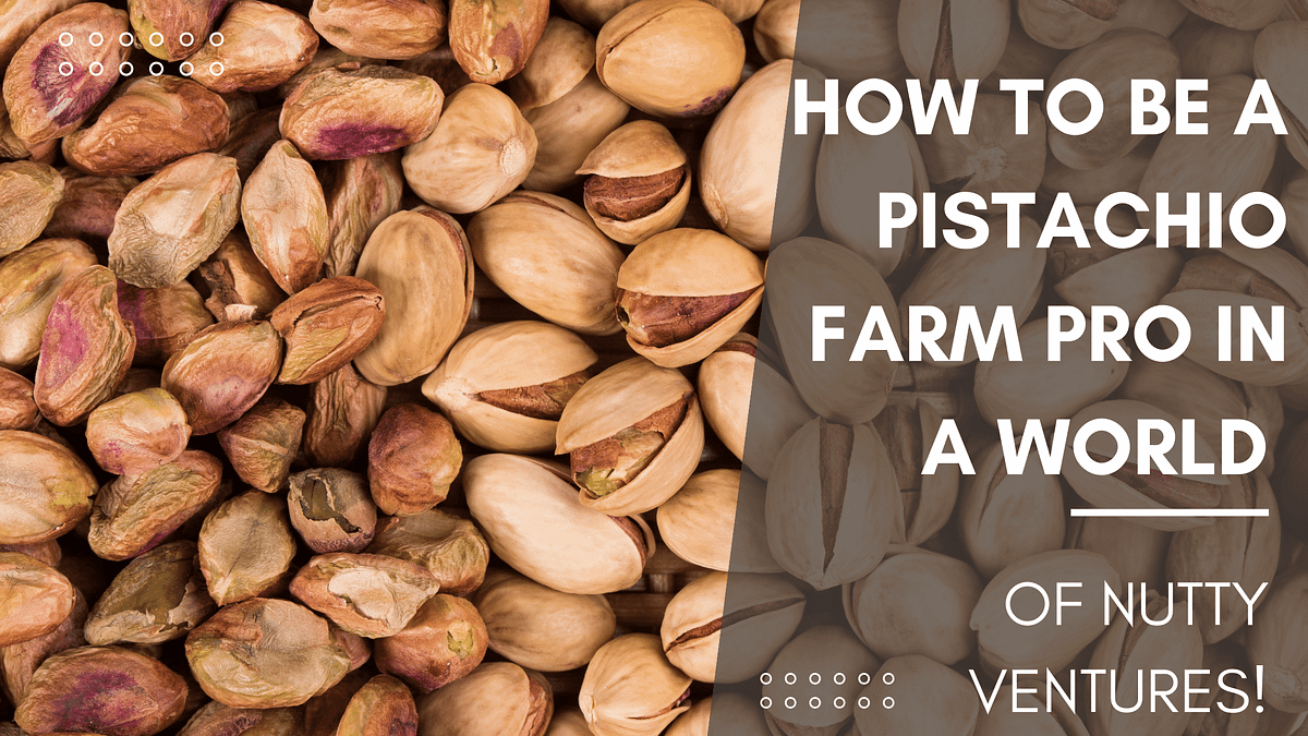 How To Be A Pistachio Farm Pro In A World Of Nutty Ventures! | by Brogan Lambert | Medium