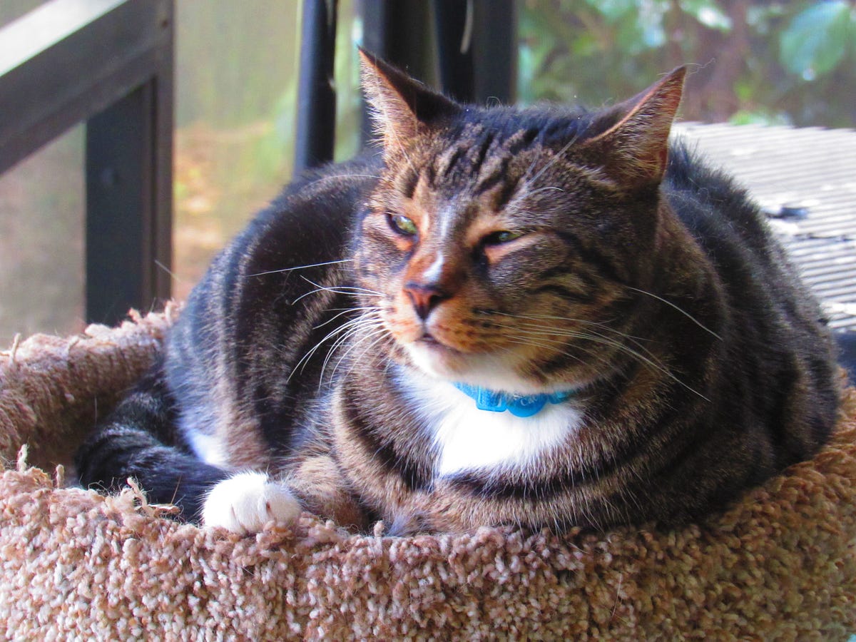 He’s Just Fine. Dental surgery, drugs, and stinky food | by Dennett ...