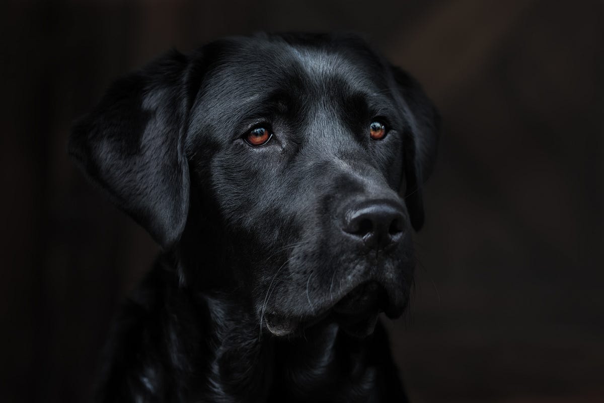 Labrador Retrievers: A Friendly and Versatile Breed | by Koraysd | May ...