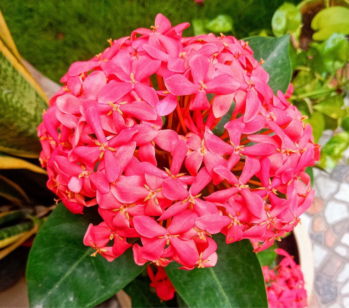 True Happiness. April Prompt: Happiness | by Chitrangada Sharan | Wild ...