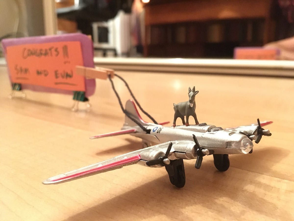 A Goat on a Plane!. I have a confession to make: I couldn’t… | by Wings ...