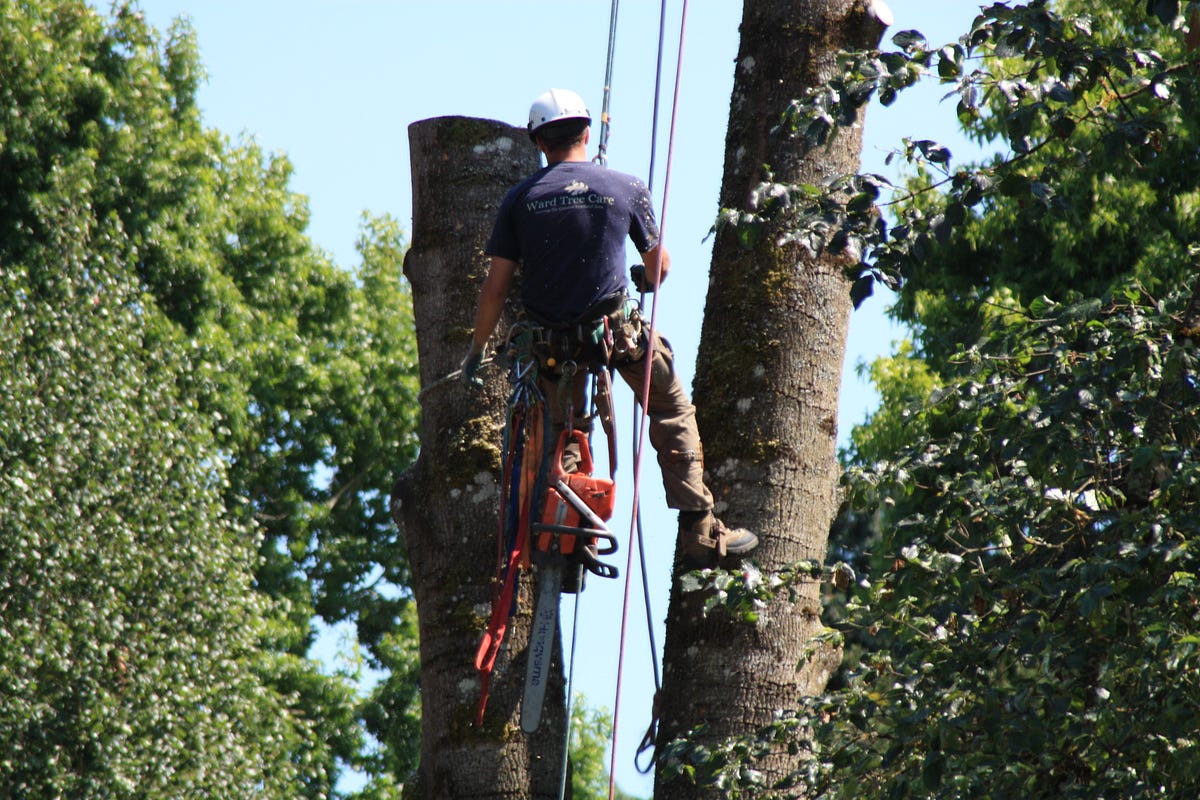 Arboriculture Services — Tree Care Tips and Techniques | by ...