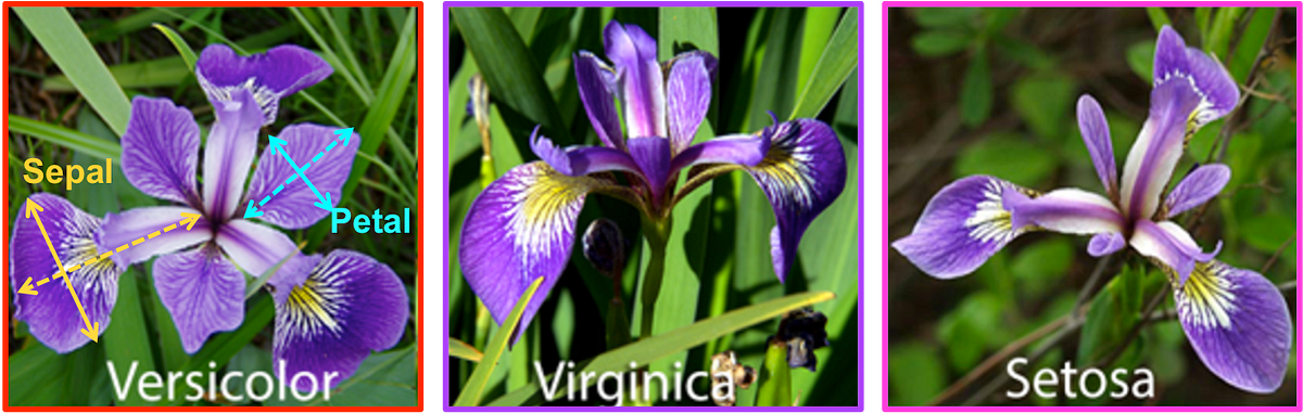 Visualization and understanding: Iris Dataset | by Pranjal Sharma | Medium