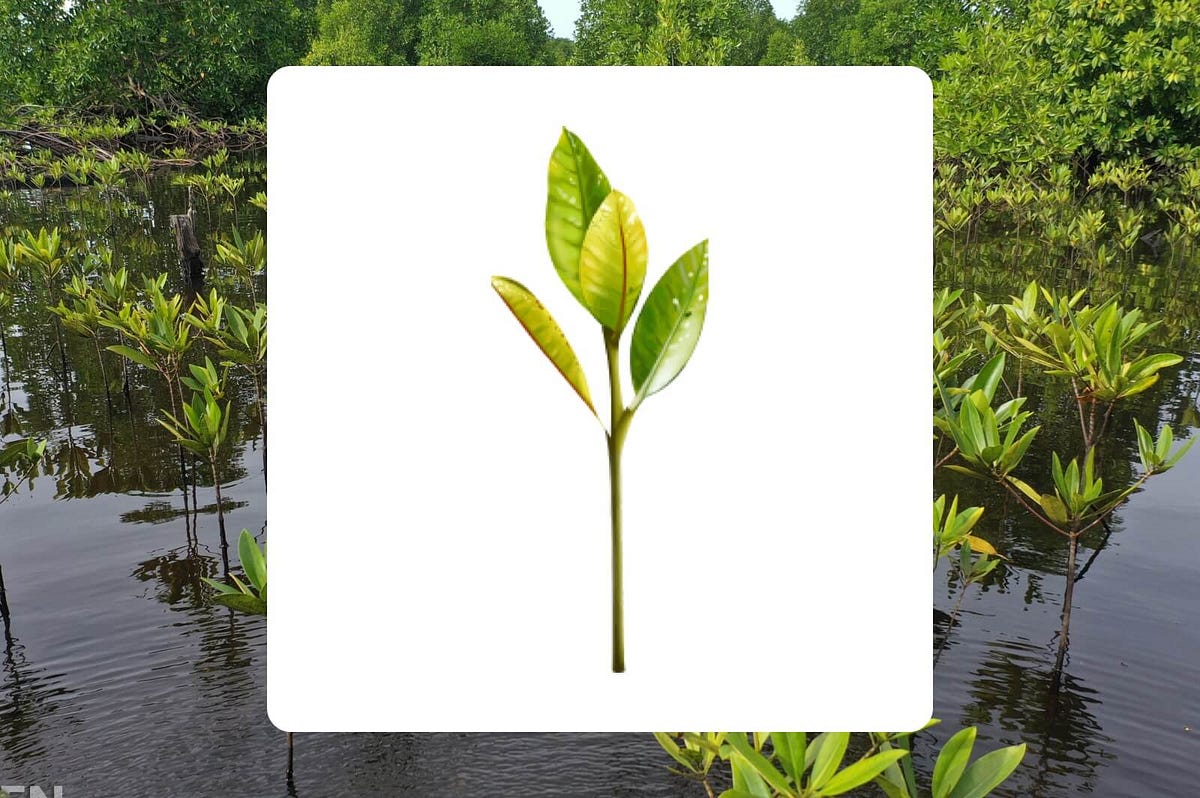 Plant certified trees and purchase instant verified offset | by Amelia ...