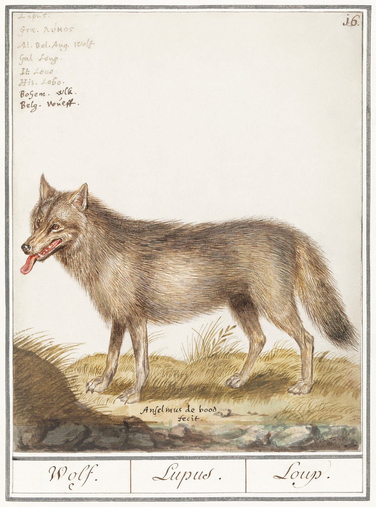 The ‘Mythical Wolf’ and the Politics of Wolf Conservation in the U.S ...