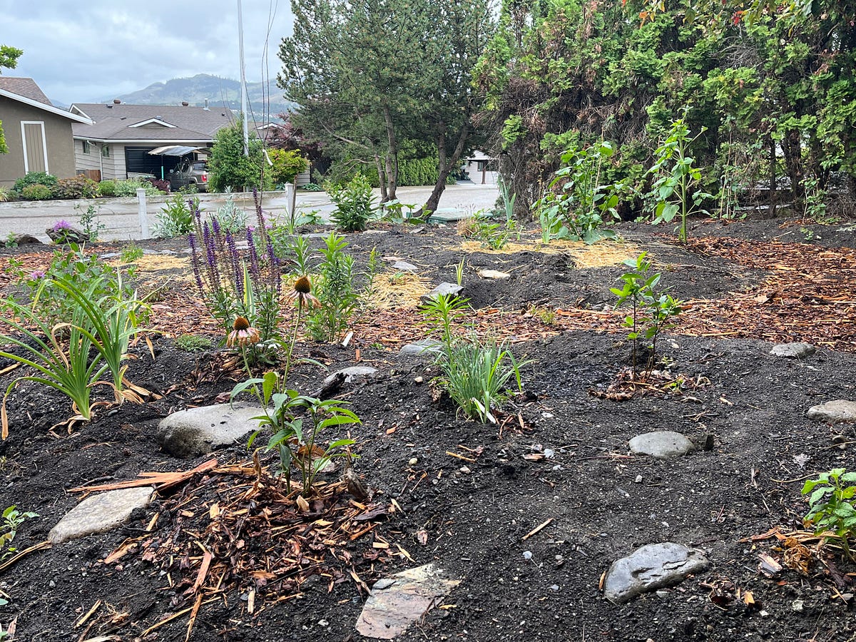 The Creation of an Urban Food Forest. Part 1: Front Yard | by Tamara ...