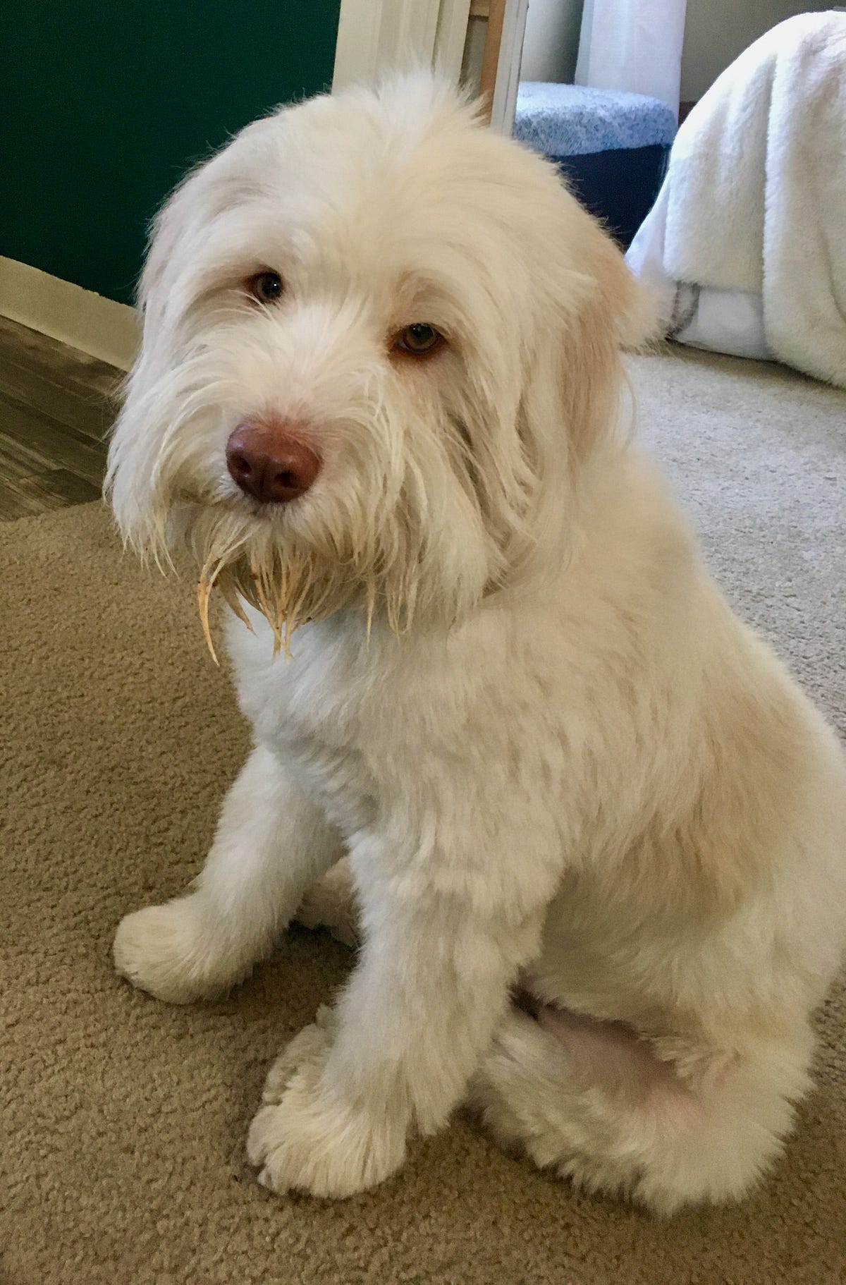 My Dog Helped Me Discover I’m Autistic | by Jackie Schuld | Medium