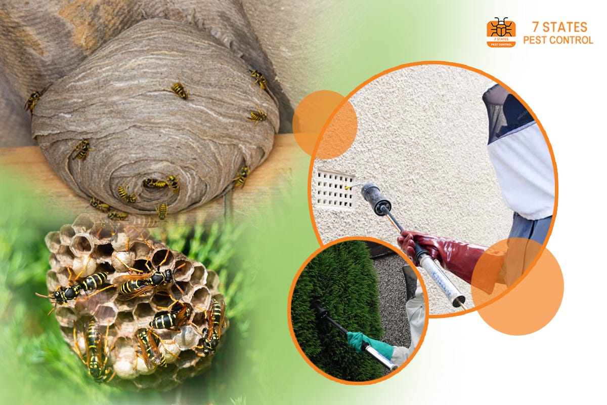 Wasp Removal Melbourne: Effective Tips for Wasp Nest Removal | by ...