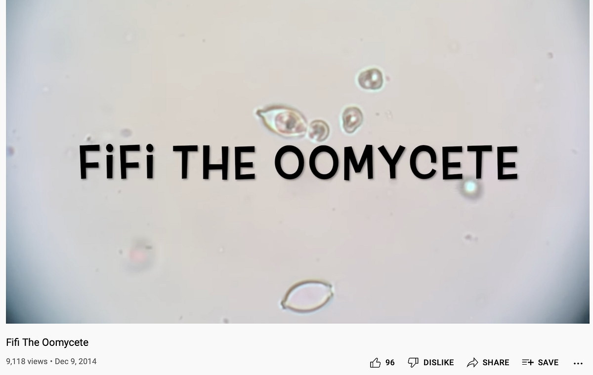 Oomycetes