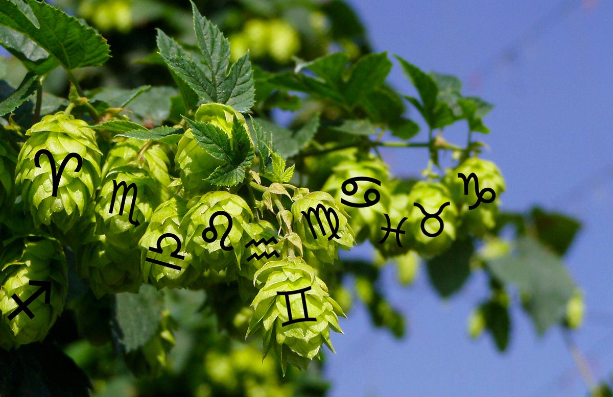 The Zodiac Signs as Hops. Whether you’re bitter, floral, or… | by Kris ...