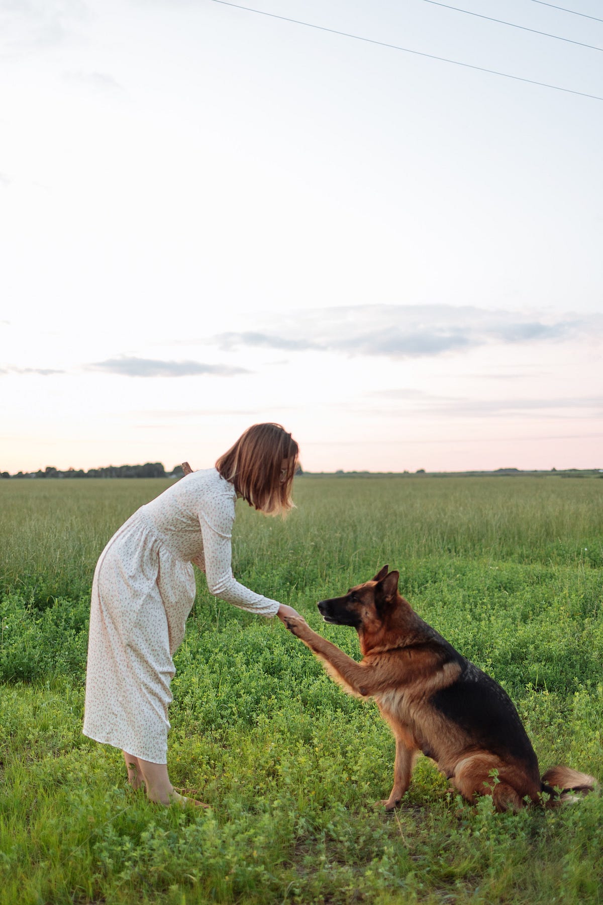 The Importance & Benefits Of Brain Training For Dogs: Why Every Dog ...
