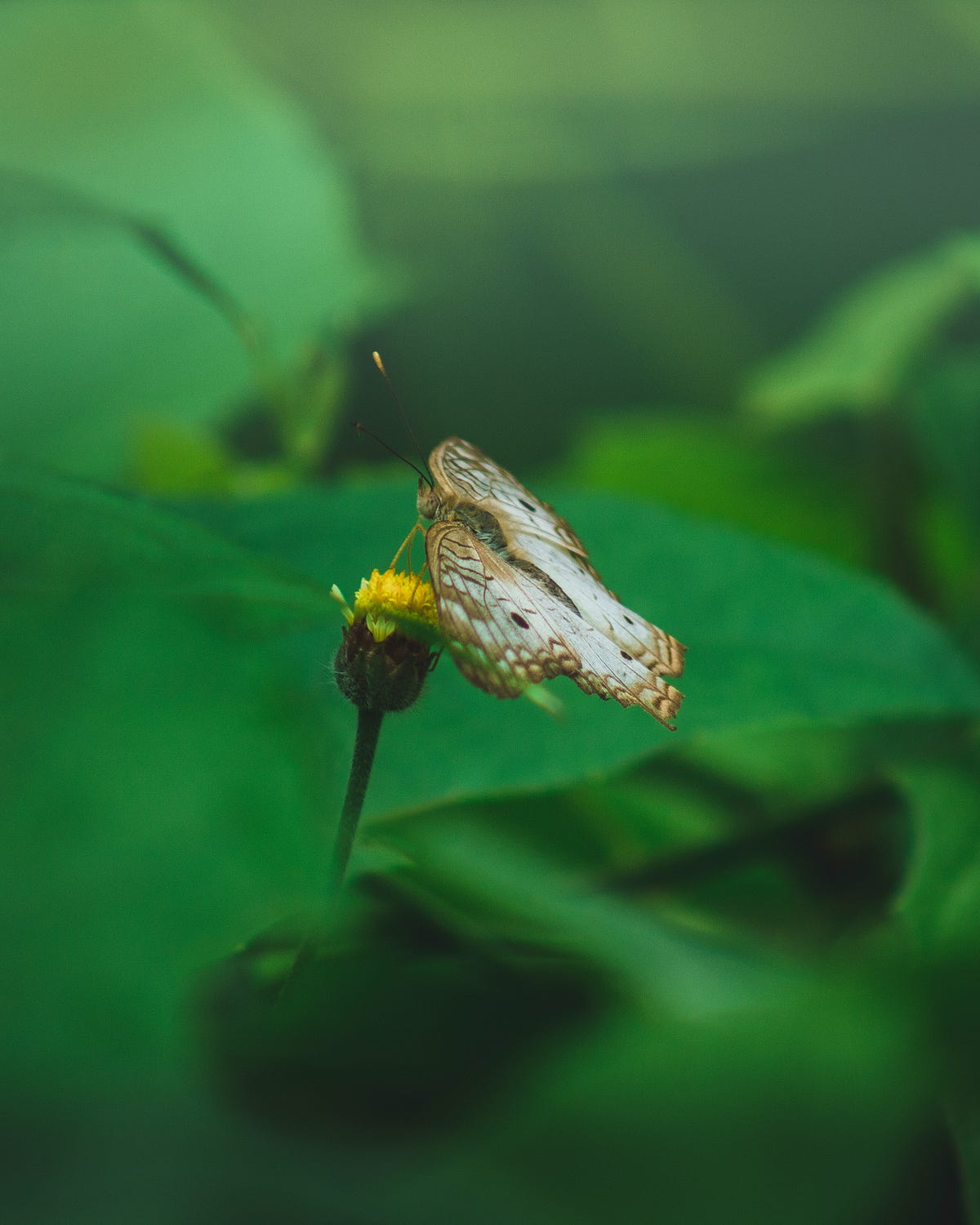 The Basics of Macro Photography | by Scott Klumb | Medium
