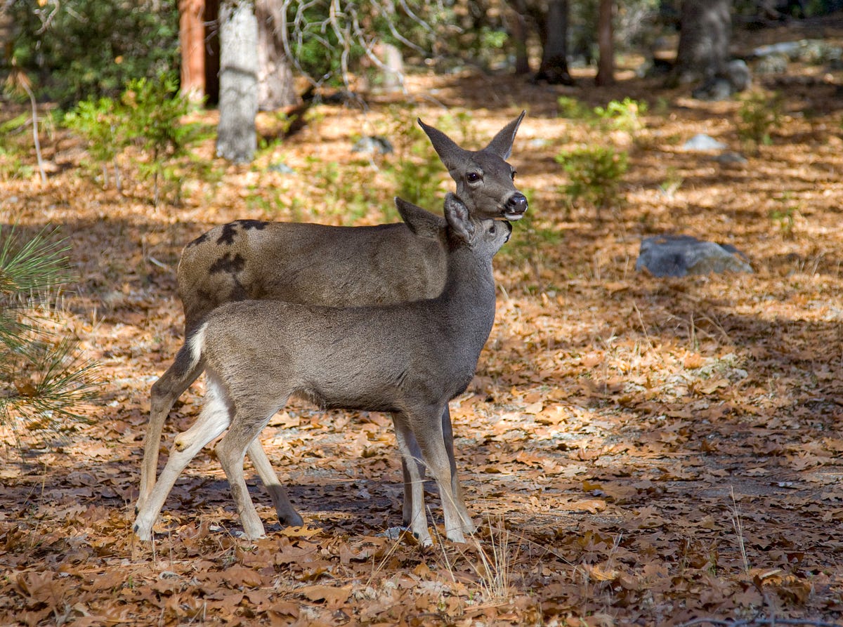 Mastering Nature Photography: From Wildlife to Landscapes, How to ...