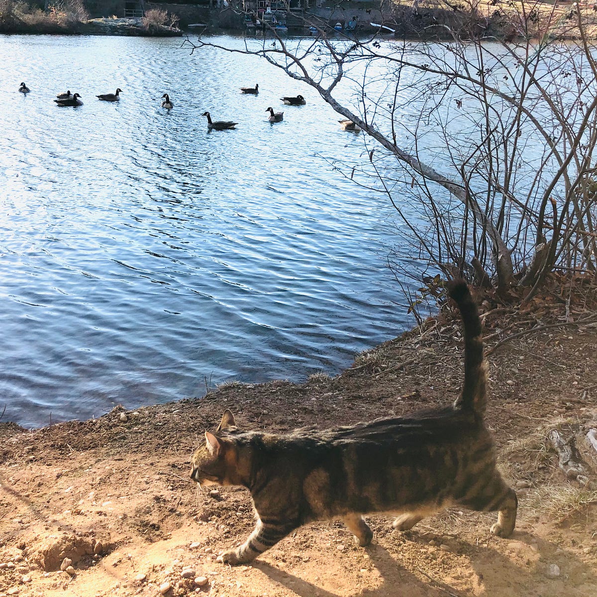 Instinct - birds & rivers - Medium