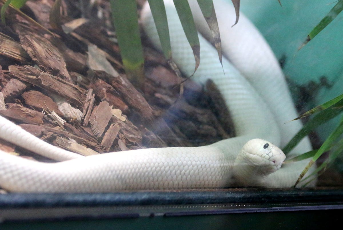 The Story of ‘Adhira’, the Snake - The Daily Cuppa - Medium