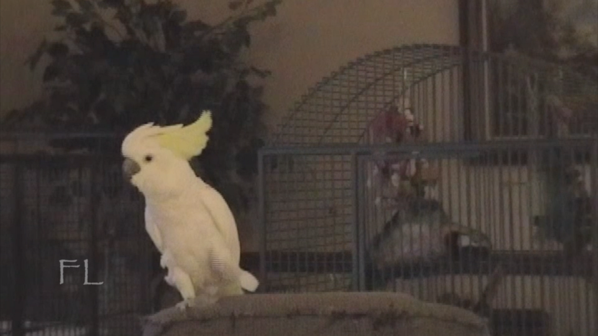 Snowball, The Dancing Cockatoo. I’m sure you’ve heard of Snowball the ...