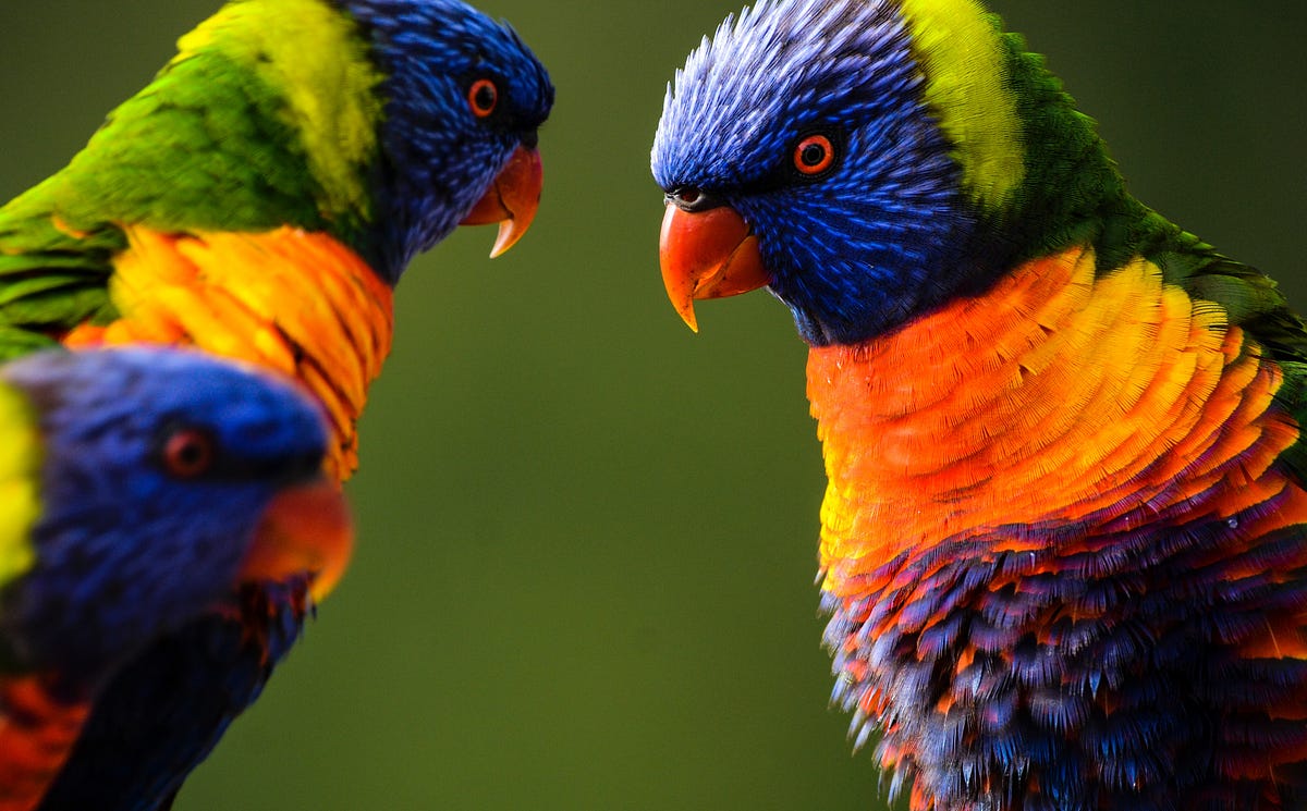 Mated Birds Together Through Tough Times | by Bonnie L. Boucek | May ...