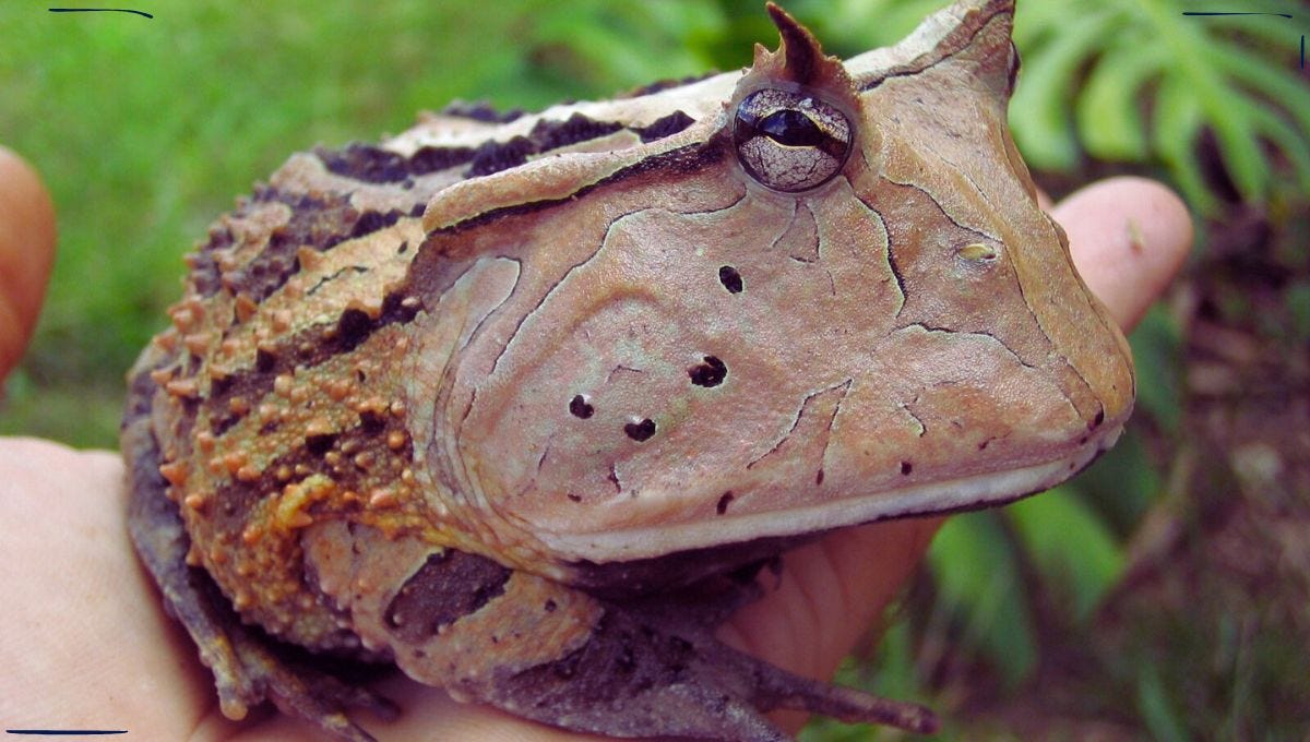 **The Vital Role of Frogs in Ecosystem Health** | by Daniel Caves | Medium