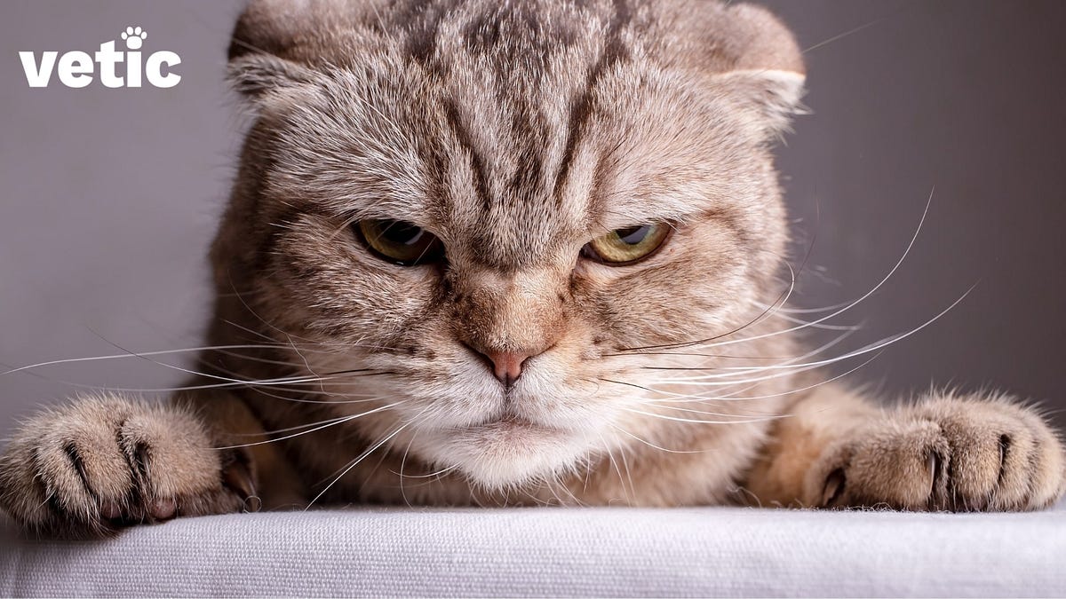 6 Common Mistakes New Cat Owners Make | by Vetic | Medium