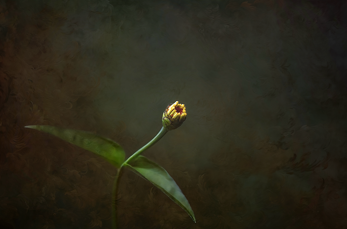 One Single Flower: Lean On In. “No, I won’t be afraid | by Don "db ...