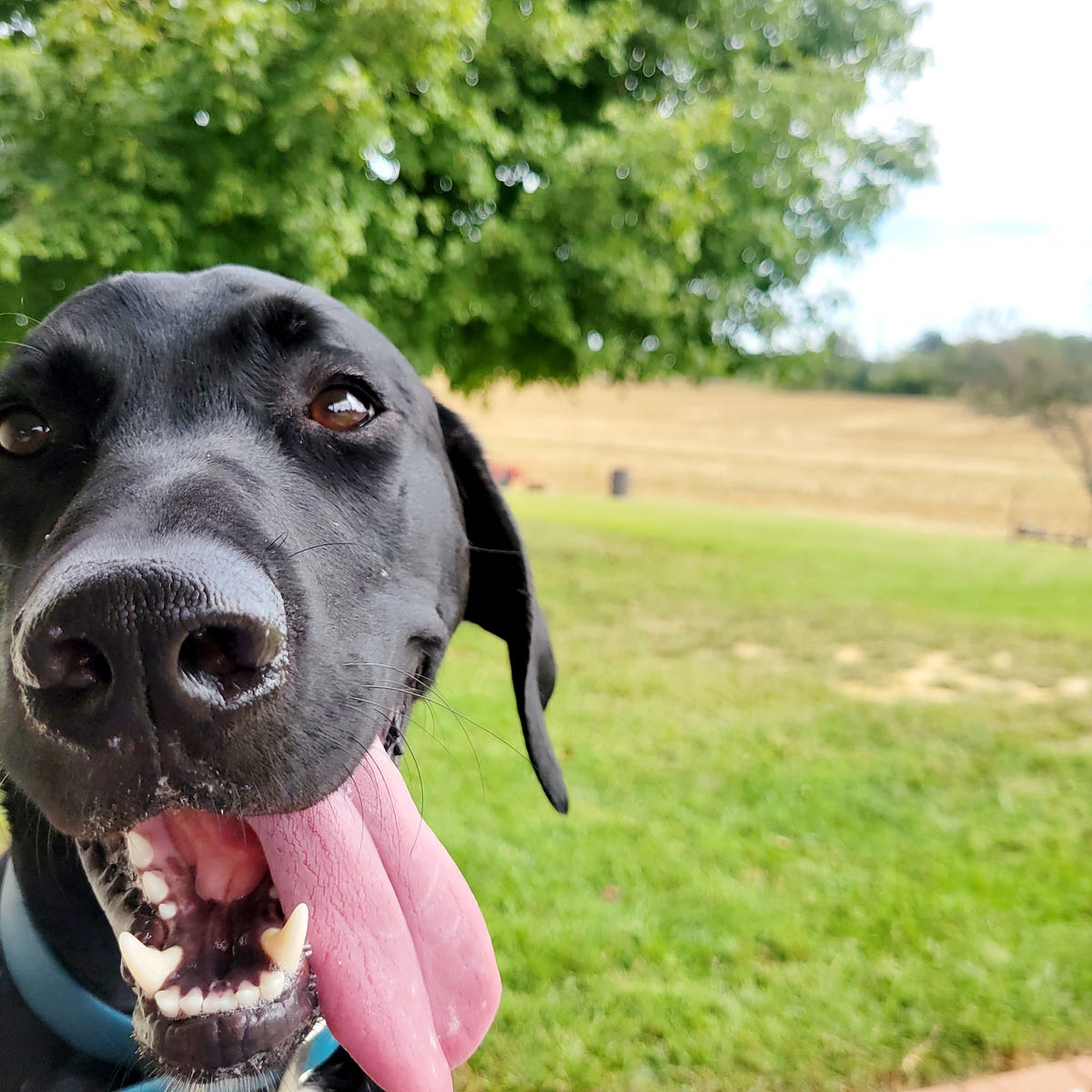 From Empty Nest to Furry Cyclone: The Rusty Revolution | by Jennifer ...