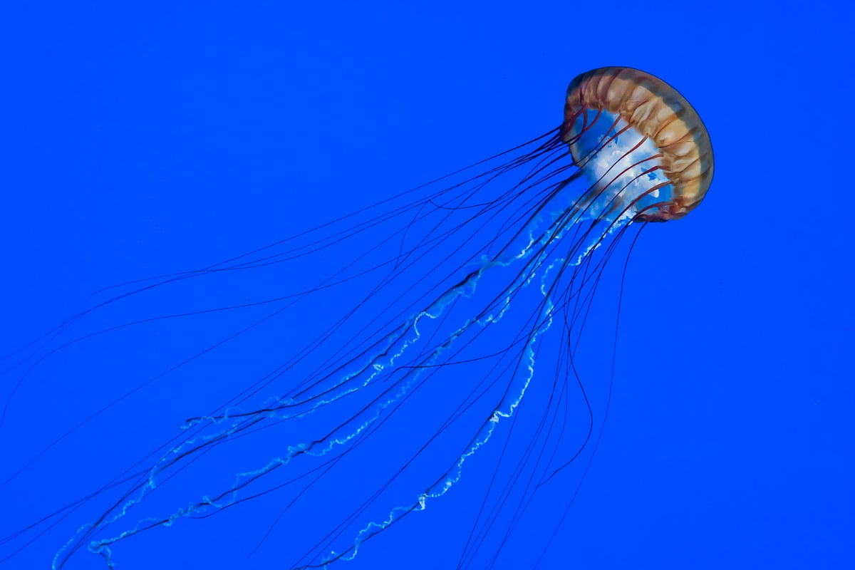 "Unbelievable Fact: The World’s Longest Living Creature" | by Global ...