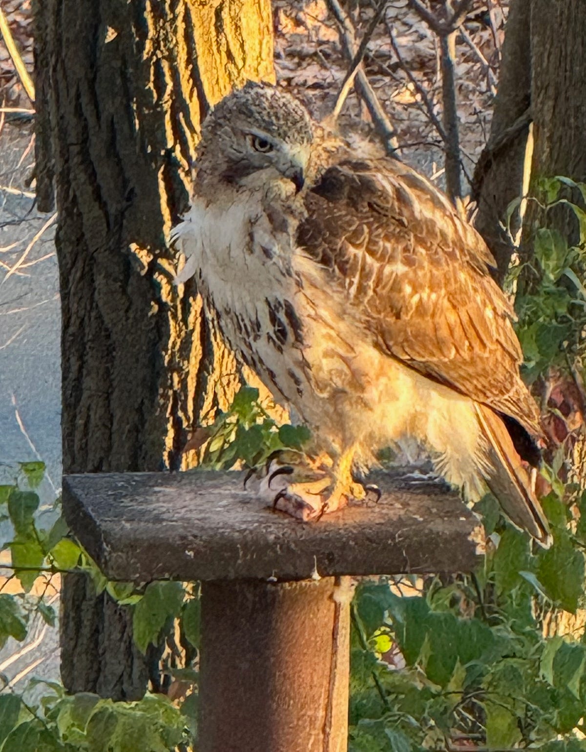 A Raw Chicken Leg Invites a Red-Tailed Hawk | by Sarah Ouellet | Six ...