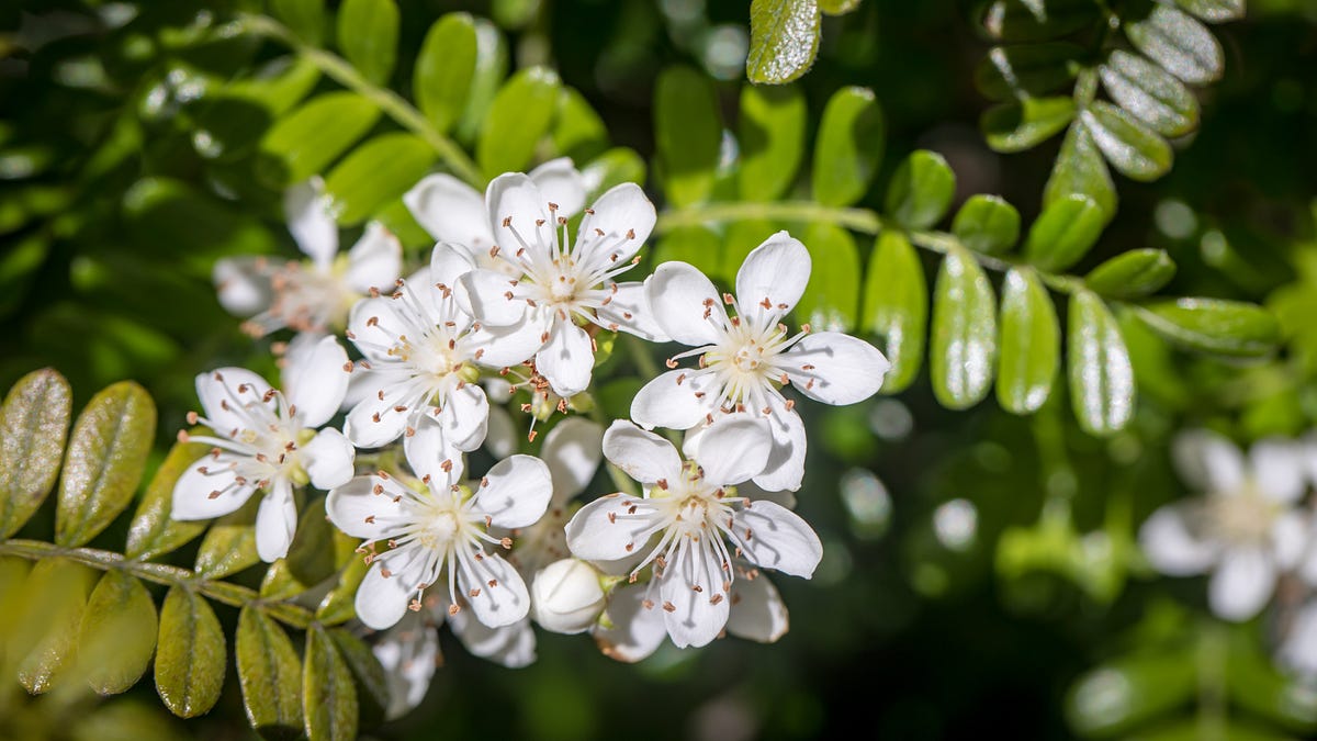 ʻŪlei: The Hidden Meaning Behind a Bouquet of Hawaiian Roses | by U.S ...