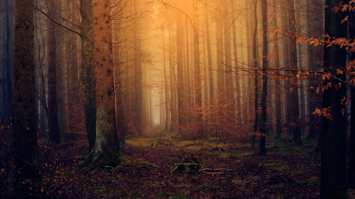 Introduction to “The Earth Guide” | by Agnes Laurens | ILLUMINATION ...