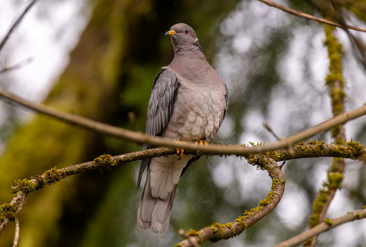 Conserving North America’s largest pigeon species through monitoring ...