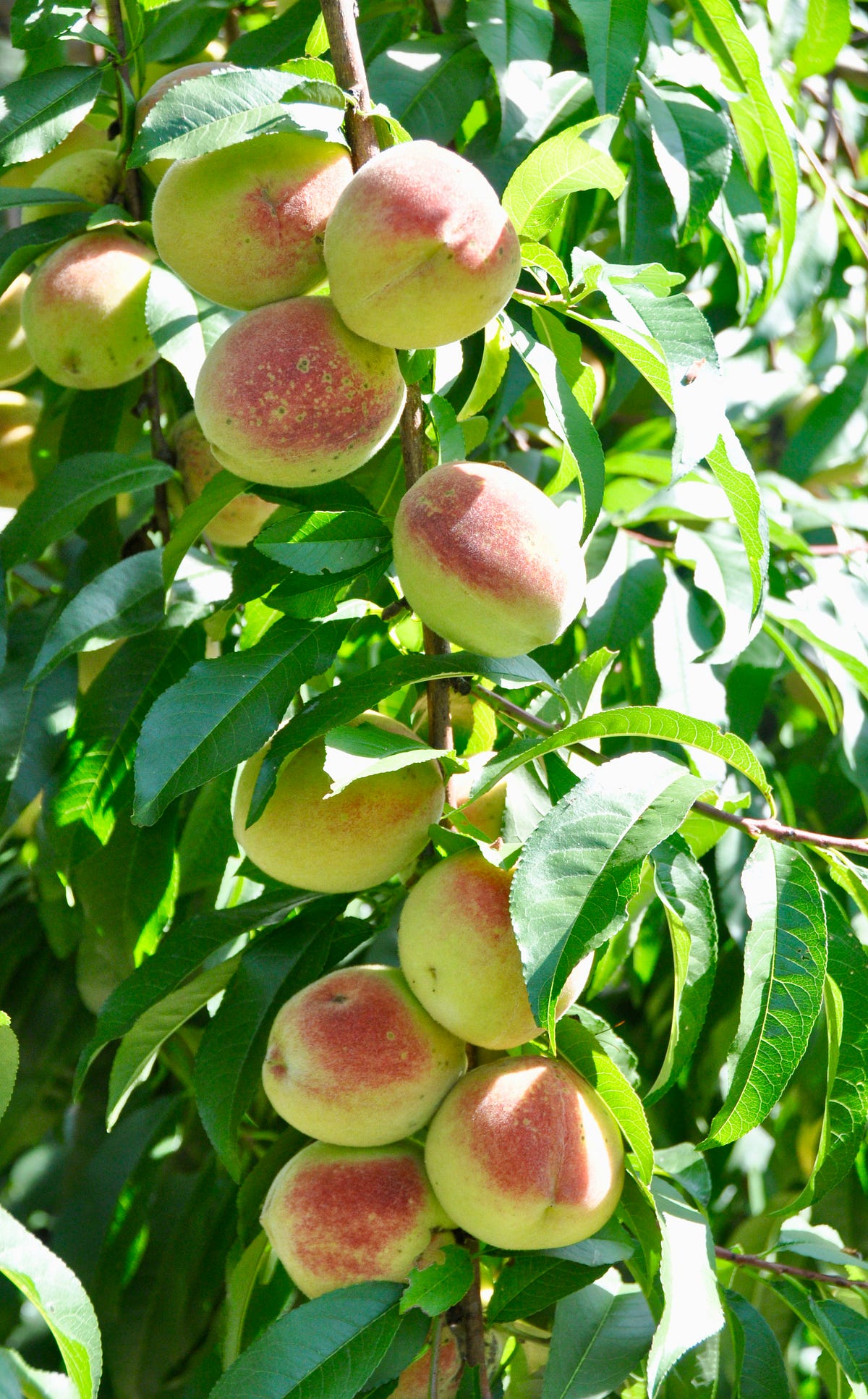 Ripe. A haiku | by Amy Reynolds | Medium