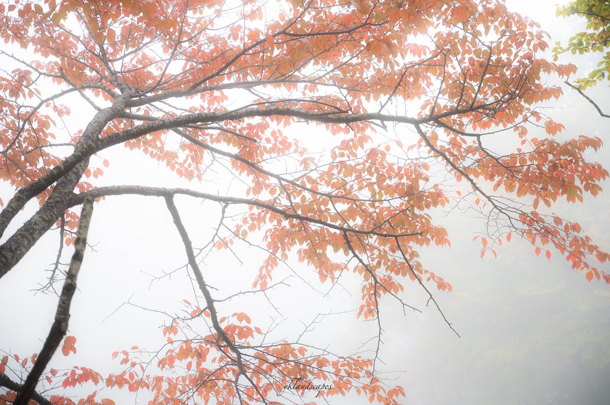 Beggining of Autumn - Yasuyuki Koyachi - Medium