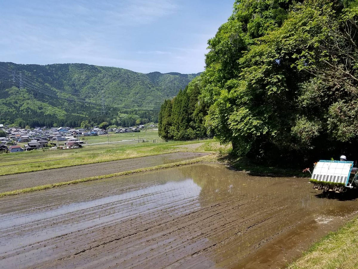 🌿ONE SLASH🌾RICE IS COMEDY - Tanishi bauer - Medium