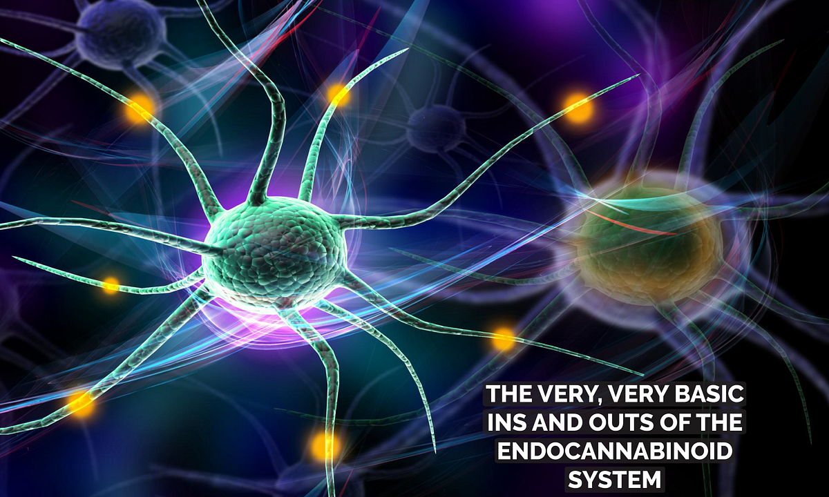The Very, Very Basic Ins and Outs of the Endocannabinoid System | by ...