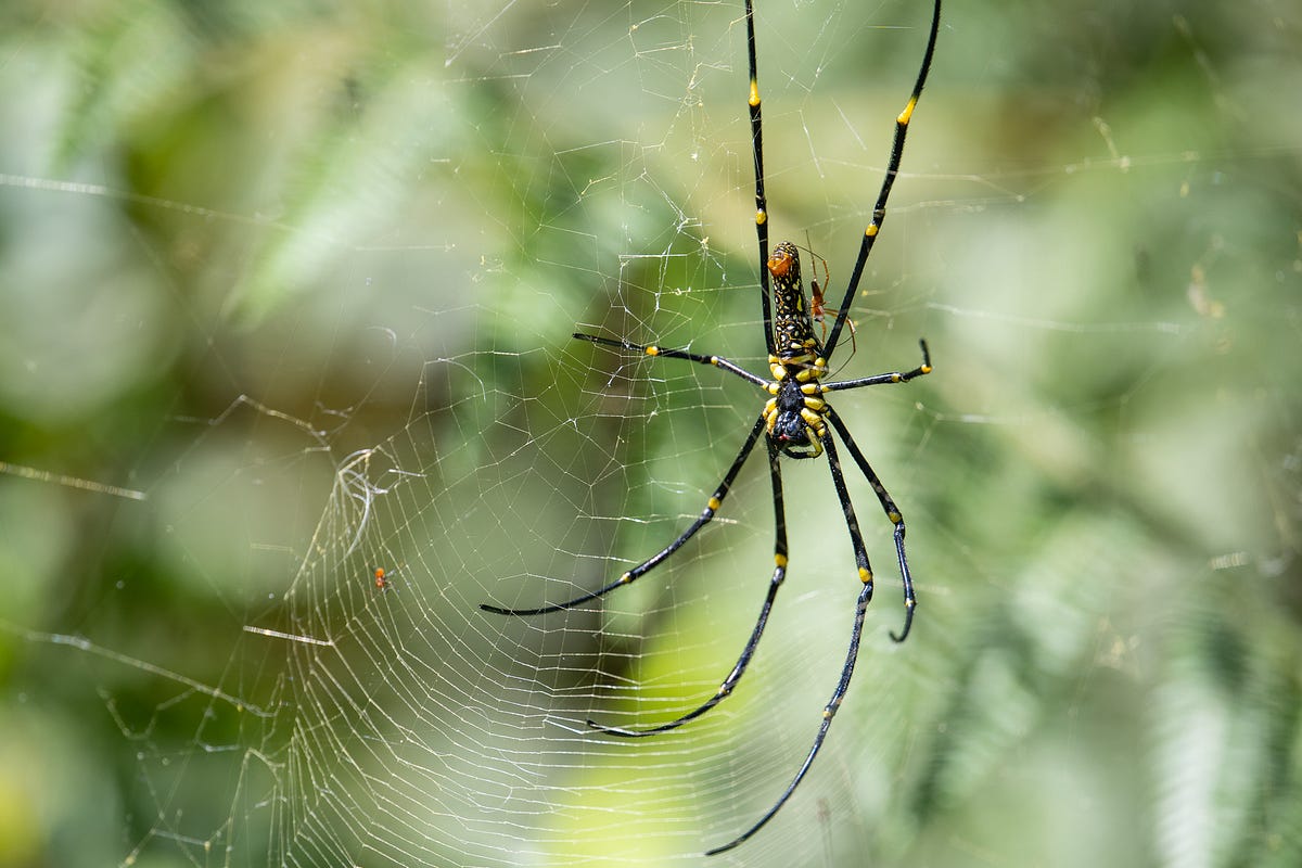 A guided nature walk. How a mundane nature walk transformed… | by arun ...