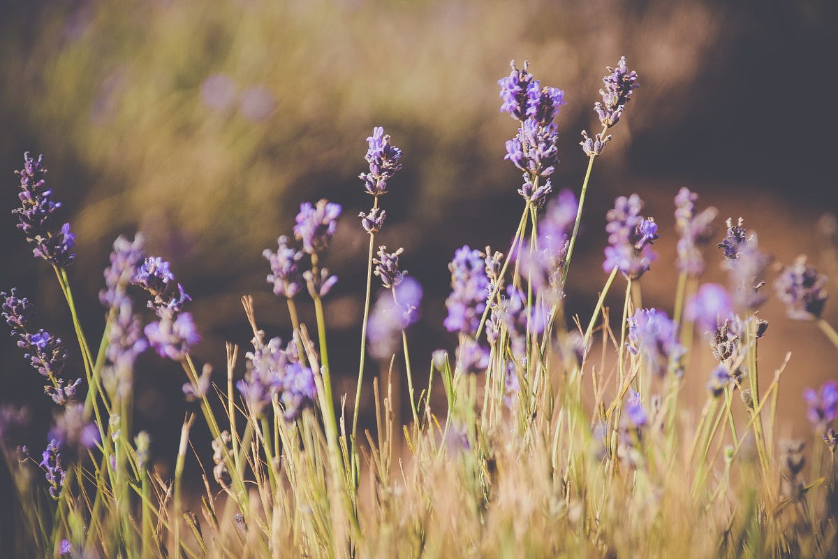 Lavender. A Haiku | by Thomas Gaudex | Scribe | Medium