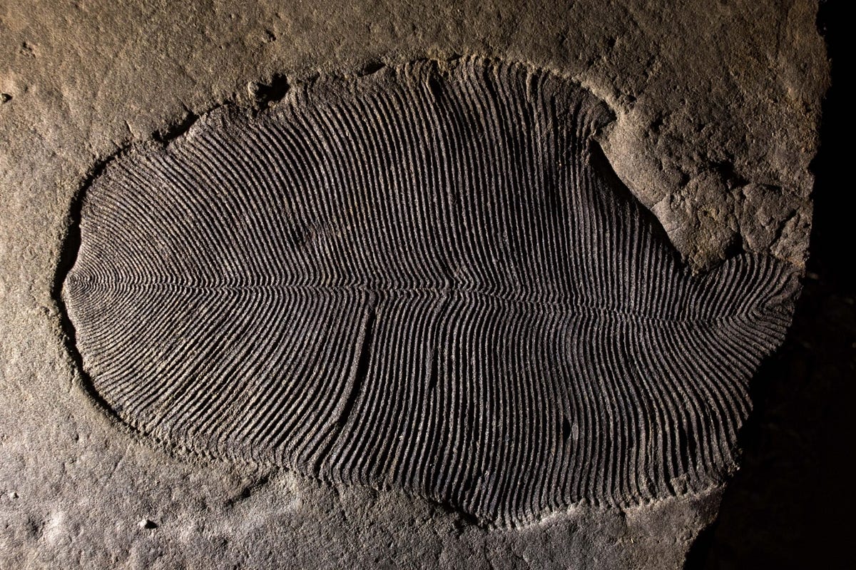 Living Relics: The Oldest Known Species | by Saman Wijesighe | Medium