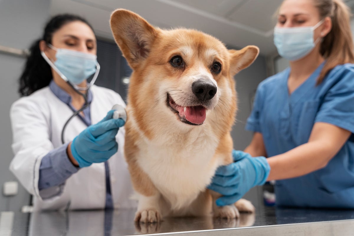 Best Animal Hospital in Vancouver - Beachavenuehospital - Medium