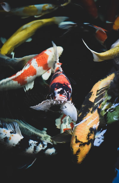 Flying Fish Dream | by Sagar Chopade | Medium